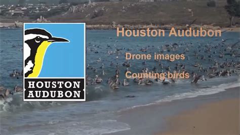 Team Pidgeotto Deep Learning For Precision Waterbird Monitoring Youtube