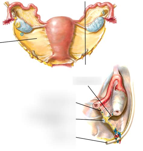 Broad Ligament Diagram Quizlet