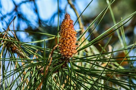 87000 Pine Corn Pictures