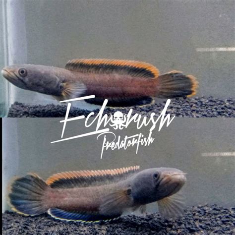 Jual Bin Llg Limbata Shopee Indonesia