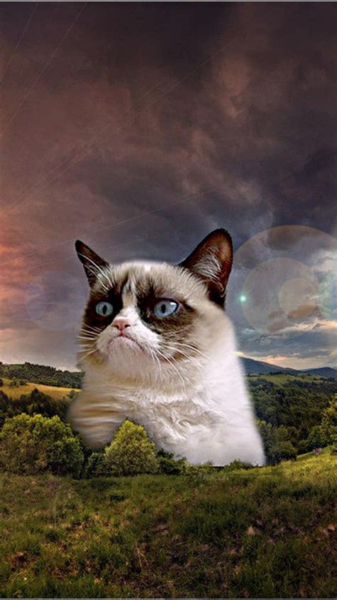37 Grumpy Cat Meme Wallpaper On Wallpapersafari