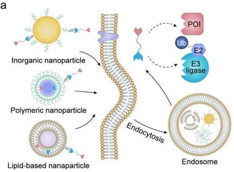 Protac Delivery System Recent Research Advances By Sunny Fang Issuu