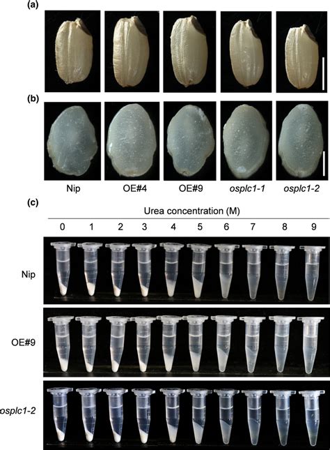 The Starch Contents In Grains Of Nip Oe And Osplc1 Lines Are Analyzed