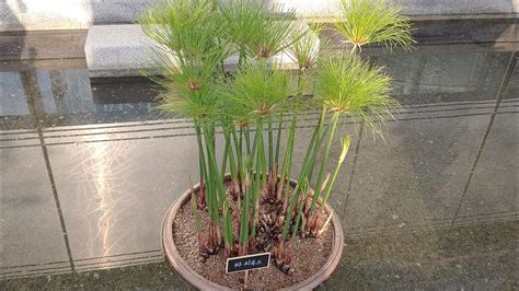 파피루스 식물 Youtube