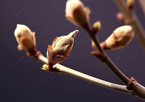 Tree Buds Budding On A Tree Twig Background Branches Buds Twigs Background Image And