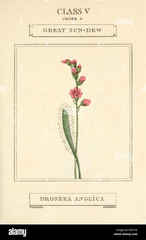 Elements Of The Science Of Botany Classification Mertz Library The New York Botanical Garden