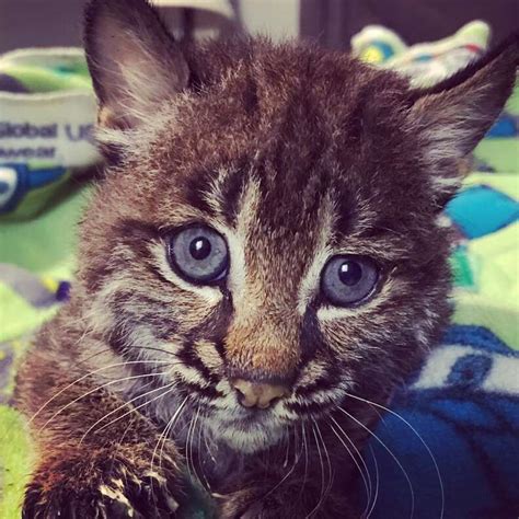 Woman Rescues Bobcat She Mistook For A Kitten The Dodo