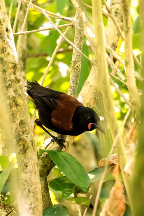 Saddleback Ii Nz By Barryyoungnz Ephotozine