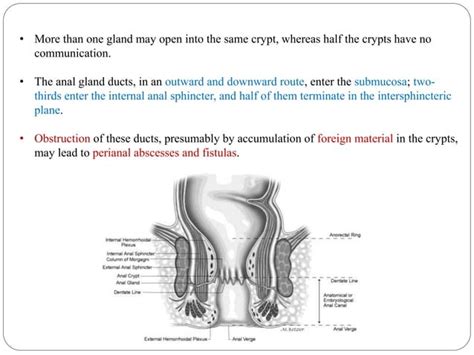 Rectal Prolapse Pptx Digestive Disorders Diseases And Conditions