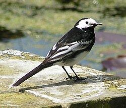 Motacillidae Wikipedia La Enciclopedia Libre