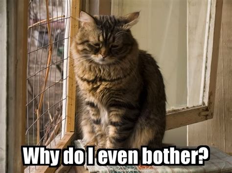 Why even bother?