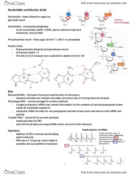 BIOCHEM B Study Guide Fall Final Ribosomal Rna Glycosidic Bond Messenger Rna