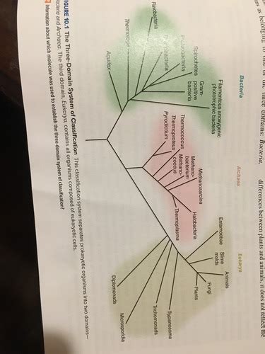Ch 10 Identification And Classification Of Prokaryote Flashcards Quizlet