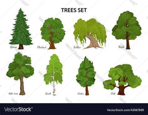 Tree Species Diagram Composition Royalty Free Vector Image