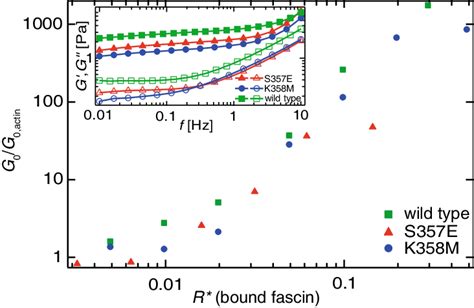 The Plateau Modulus G0 Of Bundled Actinfascin Networks Is Normalized