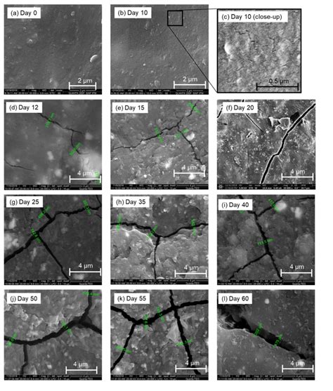 Micrographs Obtained From A FBEC ND And B Through L FBEC UV Download Scientific Diagram