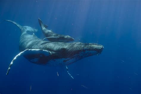 How Big Are Blue Whales Exploring The Size Of The Oceans Giant