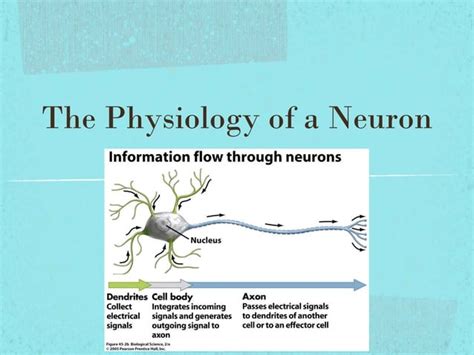 Physiology Of A Neuron 1 Pptx Computer Networking Computing
