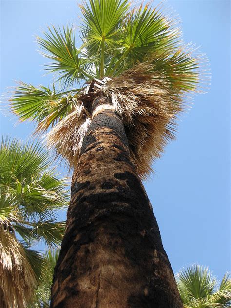 Native Mexican Fan Palm Photograph By Danielle Russell