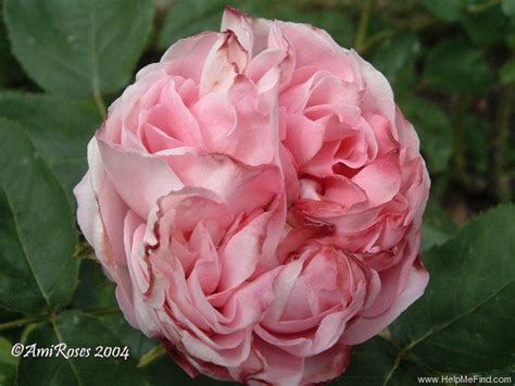 Thyra Hammerich 1868 Coming Up Roses Heritage Rose Rose Photos
