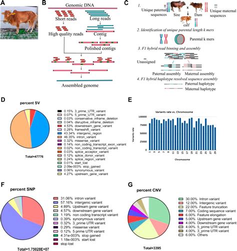 Frontiers Hybrid De Novo And Haplotype Resolved Genome Assembly Of