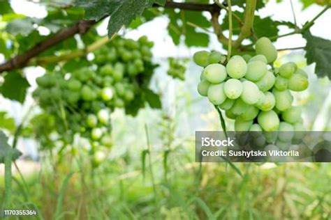 포도 나무에 포도의 잘 익은 무리 복사 공간을위한 장소와 포도의 무리 와인 제조 및 가을 포도 수확 건강한 식생활에 대한 스톡 사진 및 기타 이미지 Istock