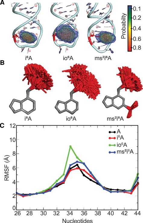 Figure 4 From Posttranscriptional Modifications At The 37th Position In