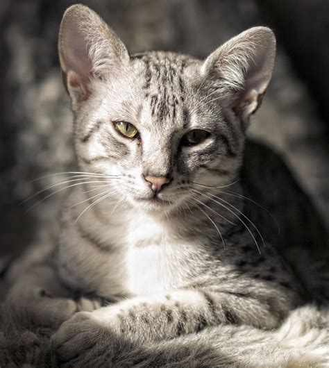 Egyptian Mau Cat Personality Care And Unique Traits Of The Egyptian Mau