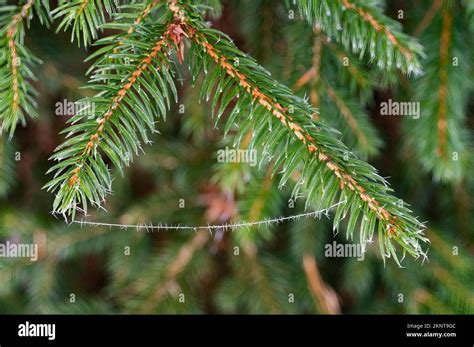 Tiny Hoar Frost Crystals Radiating From A Spider Web Strand Between The Branches Of A Spruce