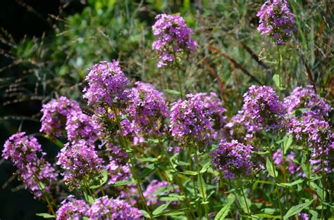 What Grows There Hugh Conlon Horticulturalist Garden Advisor And