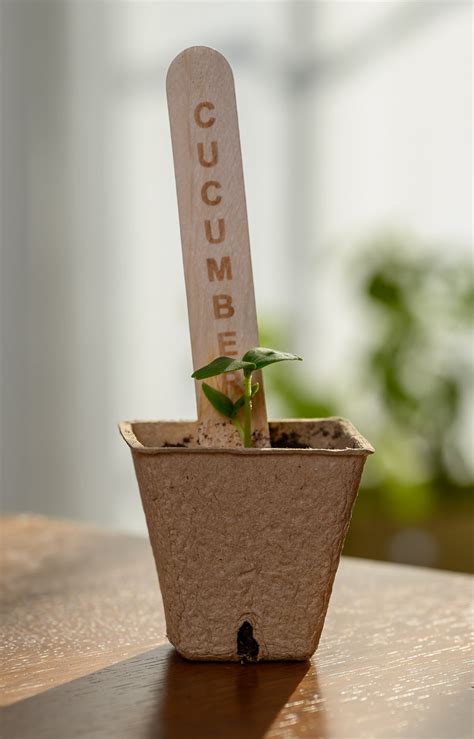 The Benefits Of Starting Seeds Indoors Push Ngrow