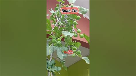 Buah tin berbuah lebat di pot#shorts - YouTube