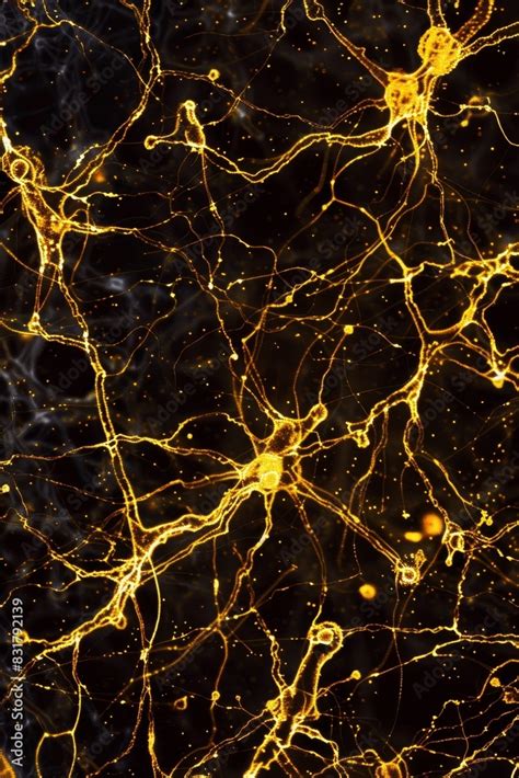 An Impressive Microscope View Of Nerve Cells Displaying The Complex