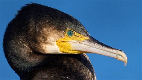 Cormorant Bird Brooklyn Bird Watch Double Crested Cormorant Bluedot