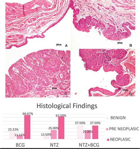 Representative Corresponding Histological Findings And Group Distribution Download Scientific