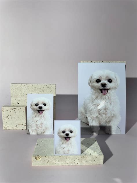 서울 강아지 증명사진 잘 찍는 사진관 수유 위위스튜디오 내돈내산 후기 네이버 블로그