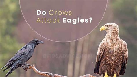 Do Crows Attack Eagles Birds Advice