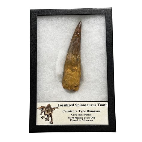 Fossilized Spinosaurus Carnivore Tooth Smoky Mountain Relic