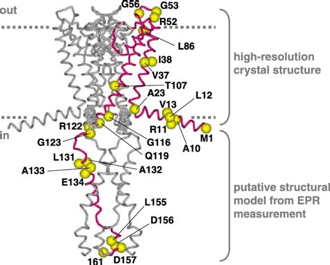 Locations Of The Mutated Sites On A Putative Three Dimensional Download Scientific Diagram