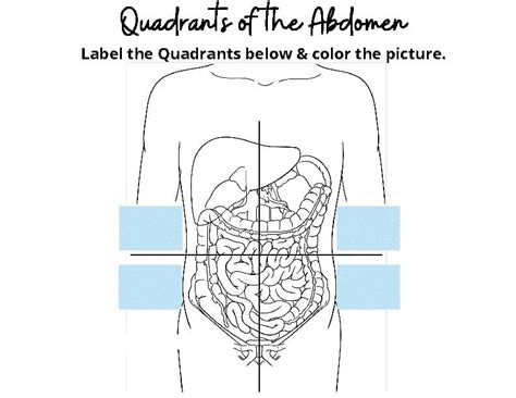 Abdominal Regions Diagram