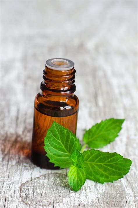 Surprising Peppermint Benefits For Hair Five Spot Green Living