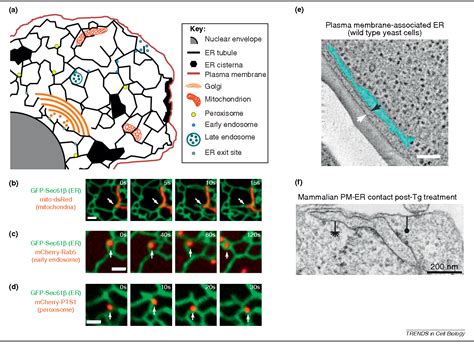 Figure 3 From The Er In 3d A Multifunctional Dynamic Membrane Network
