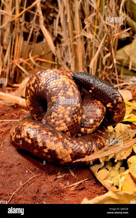 Calabar Ground Python African Burrowing Python Calabaria Reinhardtii Togo West Africa