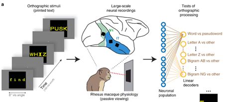 The Inferior Temporal Cortex “recycled” To Aid Reading Youth Medical