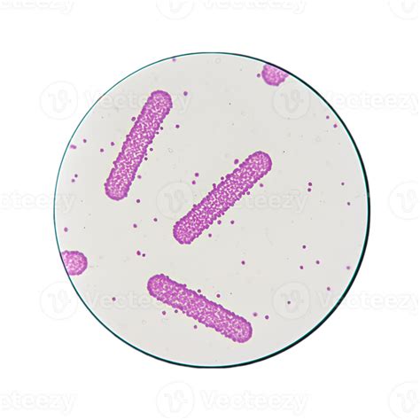 Microscopic View Of Bacillus Bacteria Under Microscope 59524442 Png