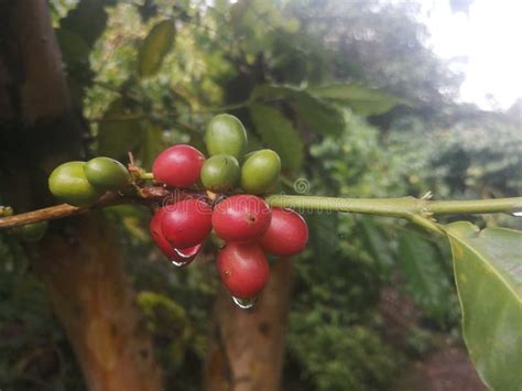 Red And Green Coffees Arabika West Java Stock Image Image Of Java Green 362462693