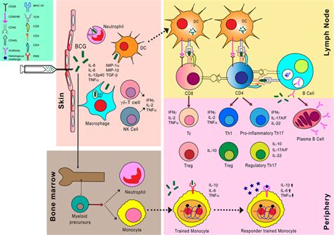 A Diagrammatic Overview Of Innate Adaptive And Trained Immune