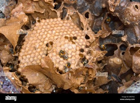 Stingless Bee Hive Of Melipona Bicolor At University Of Vicosa Vicosa