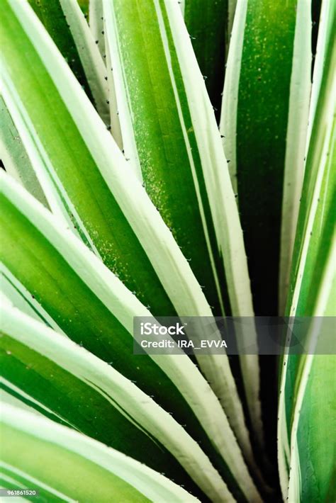 선인장 알로에 베라 클로 우즈 업 자연 자연 배경입니다 자연적인 기하학의 개념 0명에 대한 스톡 사진 및 기타 이미지 0명 개념 러시아 Istock
