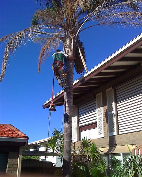 Tree Services Gallery Living Landscaping